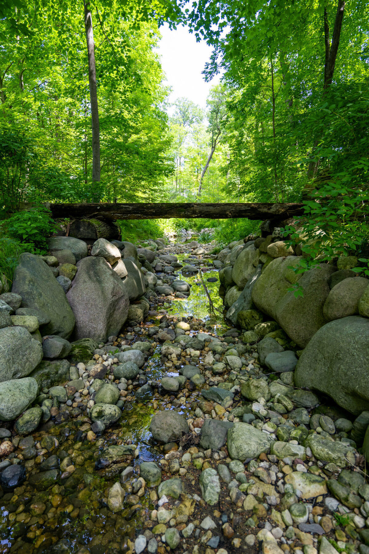 Ravine Restored - Landscape Illinois